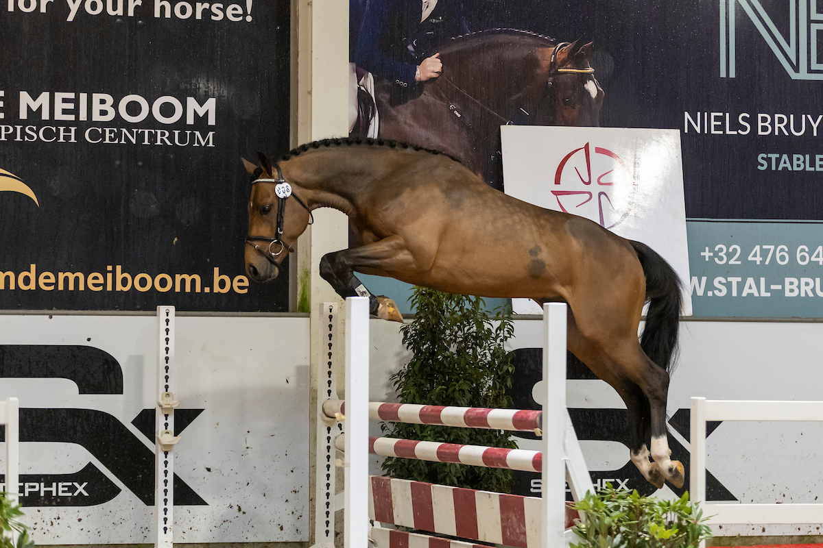 KAMAKI DE BLONDE | Belgian Warmblood