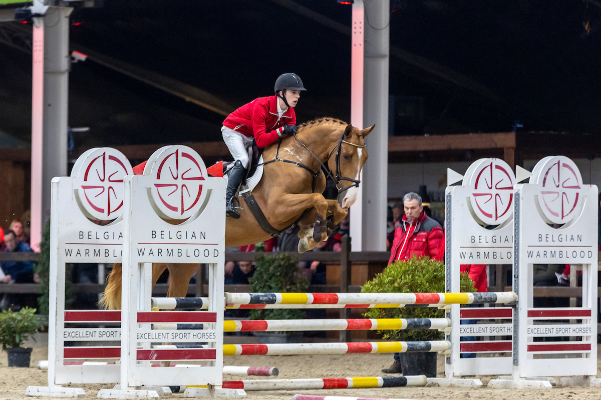 BOSTON TER DOORN Z | Belgian Warmblood