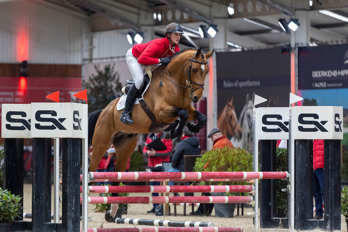 DON JULIO DE REGOR T40 Z | Belgian Warmblood