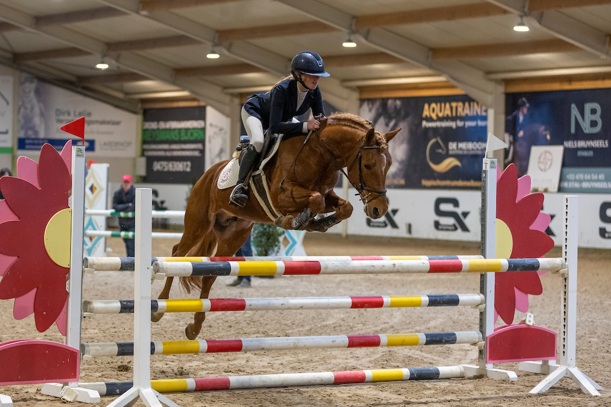 TIMO VAN HET KOETSHUIS | Belgian Warmblood
