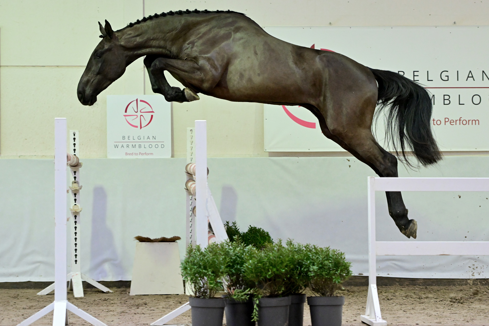 Undercover de Walput veilingtopper | Belgian Warmblood