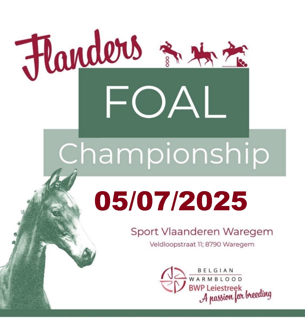 Flanders Foal Championship, BWP Leiestreek | Belgian Warmblood