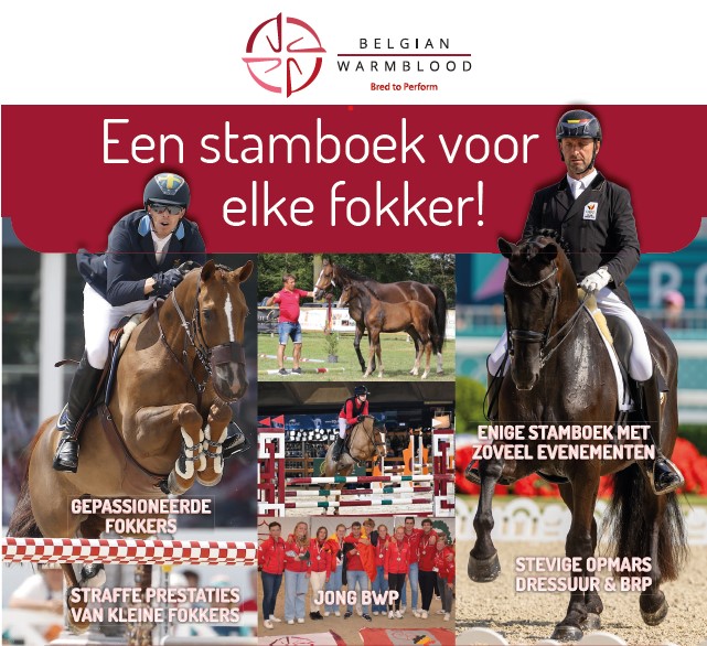 BWP, een stamboek voor elke fokker! Word nu lid! | Belgian Warmblood