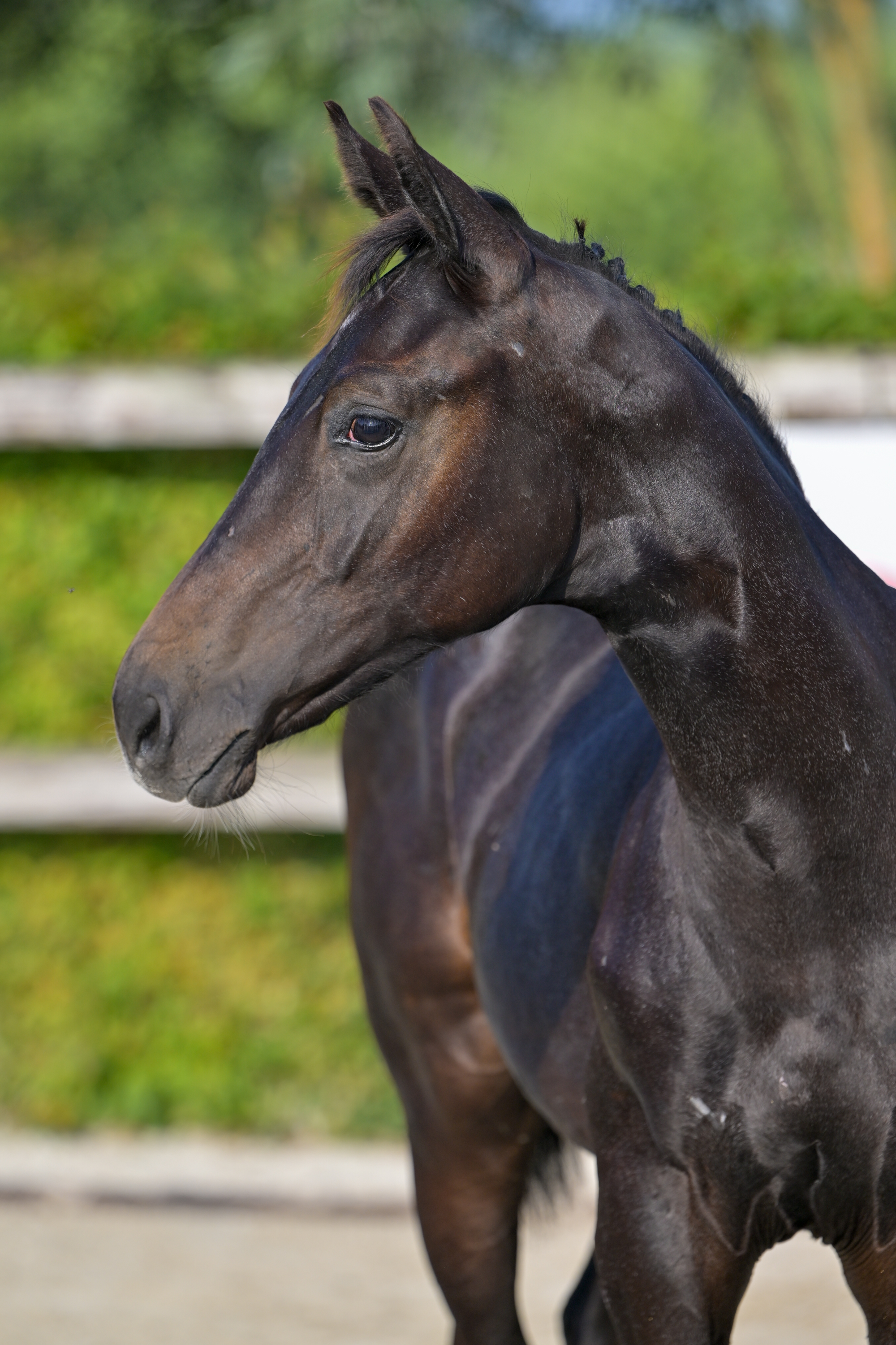 BWP Online Foal Auction | Belgian Warmblood