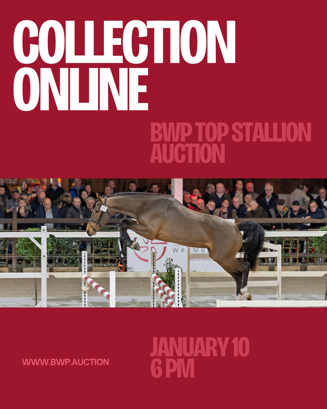 BWP proudly announces the collection for the BWP Top Stallion Auction ...