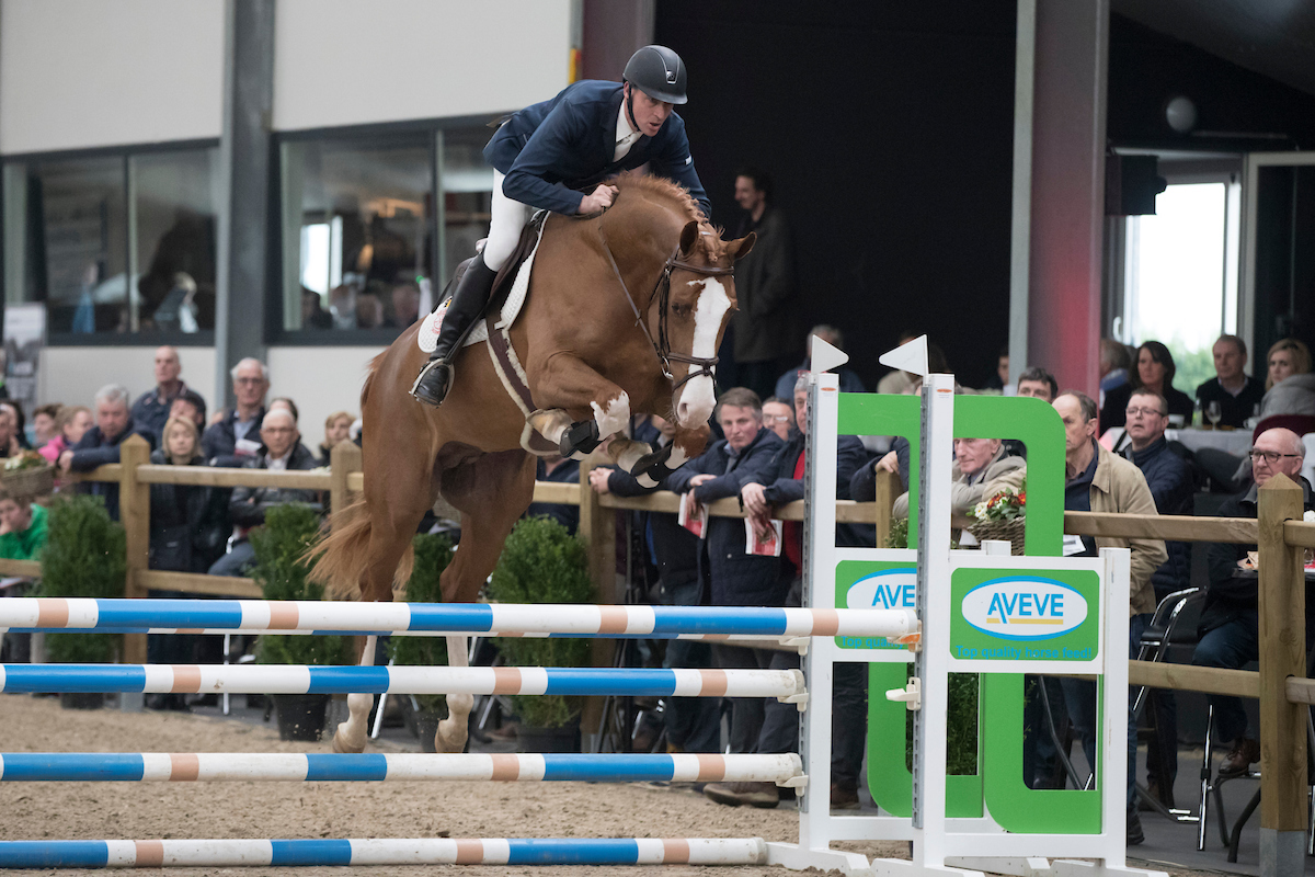 Ermitage Kalone wins the BWP Young Stallion Award | Belgian Warmblood