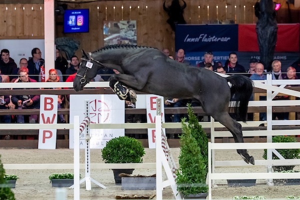 RADETZKY VAN 'T HEIKE | Belgian Warmblood