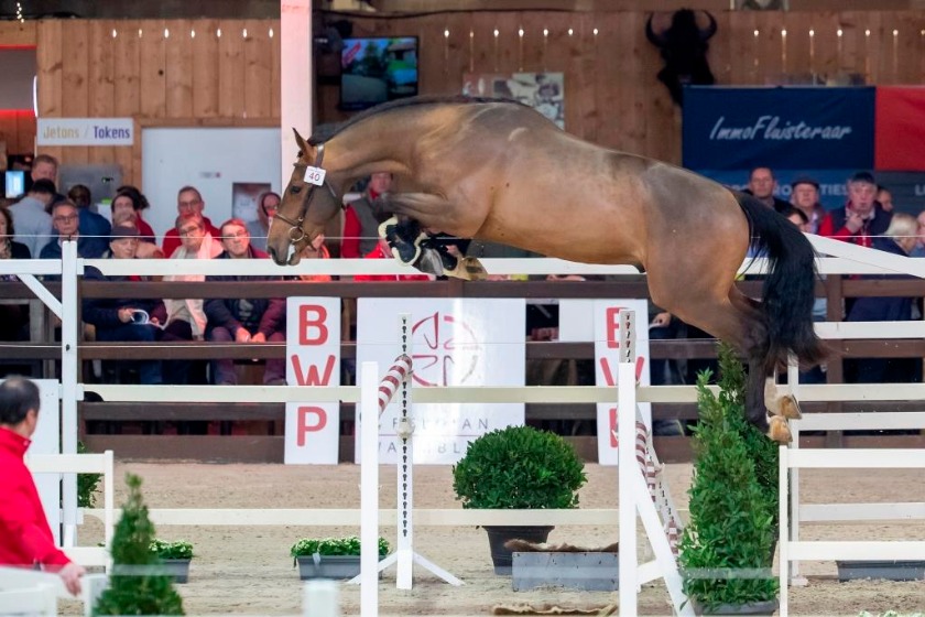 RUBY D.C. | Belgian Warmblood