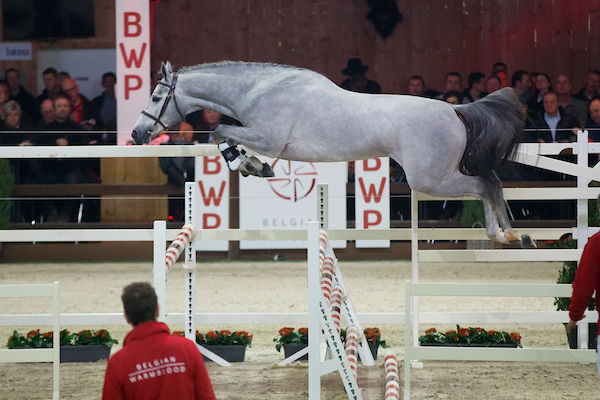 CHAPPER 810024515 | Belgian Warmblood