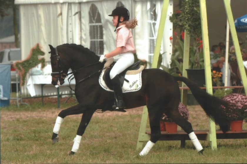RAKKER-L 20011266 | Belgian Warmblood