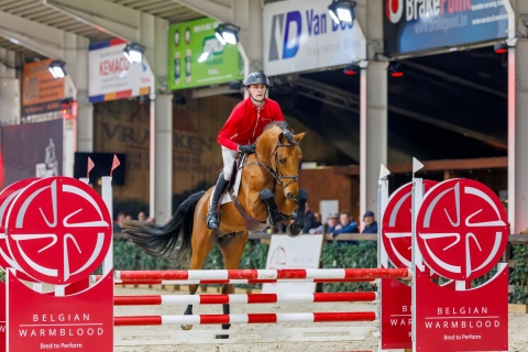 UNCLE JOE VAN'T MEULENHOF | Belgian Warmblood